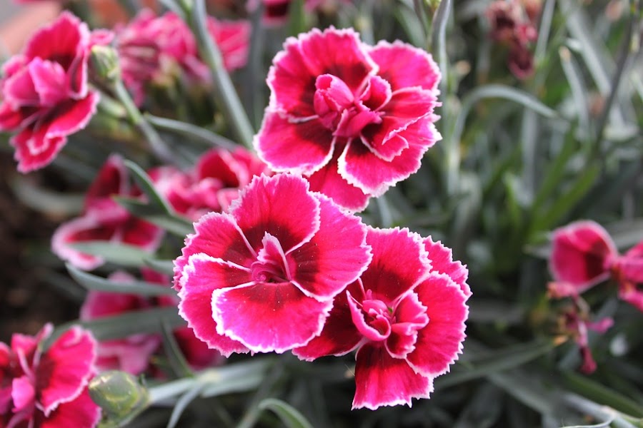 Dianthus, clavel chino o clavelina creará un gran despliegue de colores ...