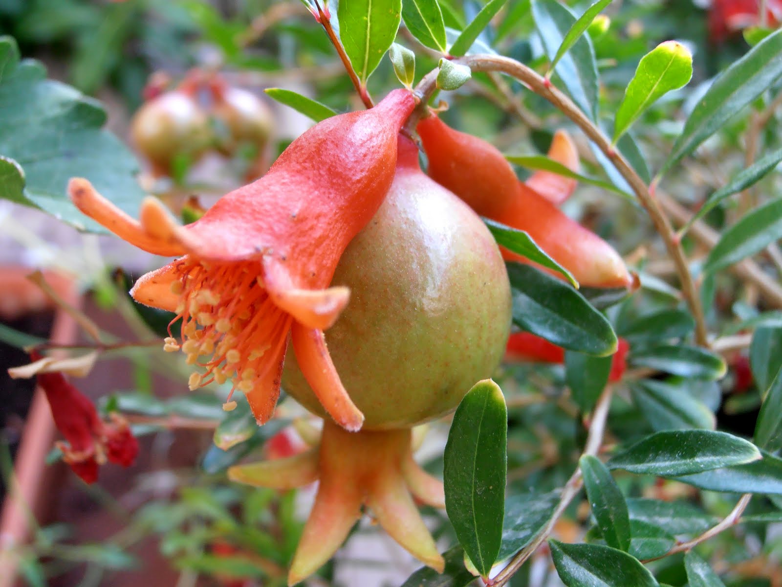 En macetas: octubre 2011