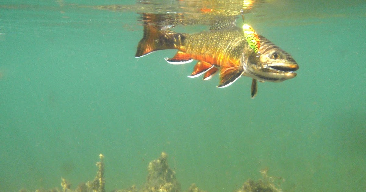 Virginia Tech Ichthyology Class : Population Control of Brook Trout ...