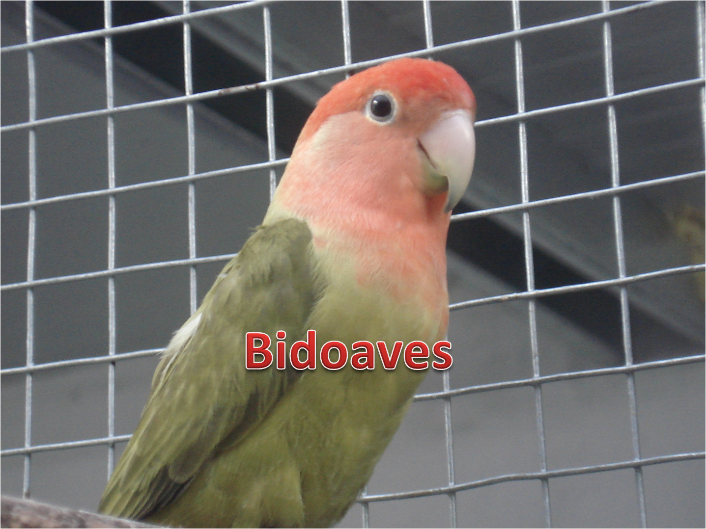 Bidoaves: Roseicollis