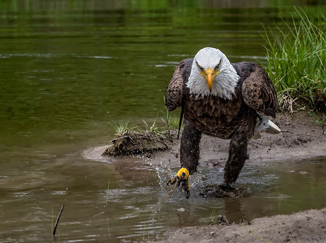 Northof49Photography: The Largest Bald Eagle Migration in North America