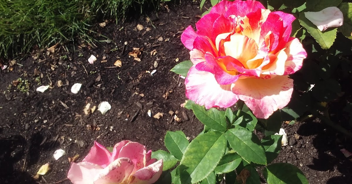 Poetic Popcorn Poetry: Floral Potluck