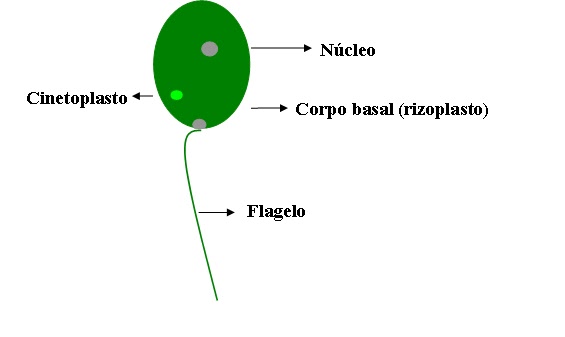A interpretação da IFI com Crithidia lucilae é a seguinte: