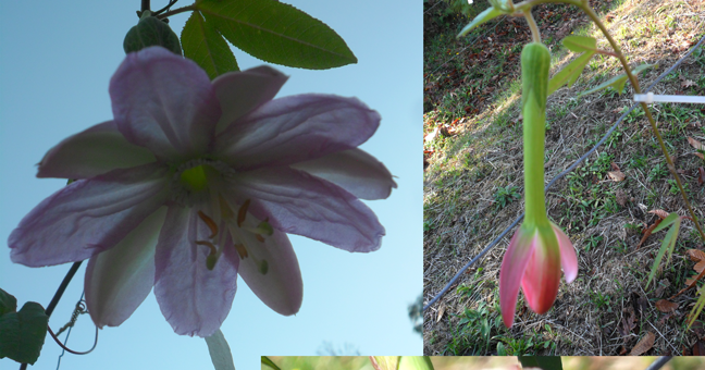 MAICES DEL NANSA: LA PRECOCIDAD DE LA CURUBA (Passiflora mollissima)