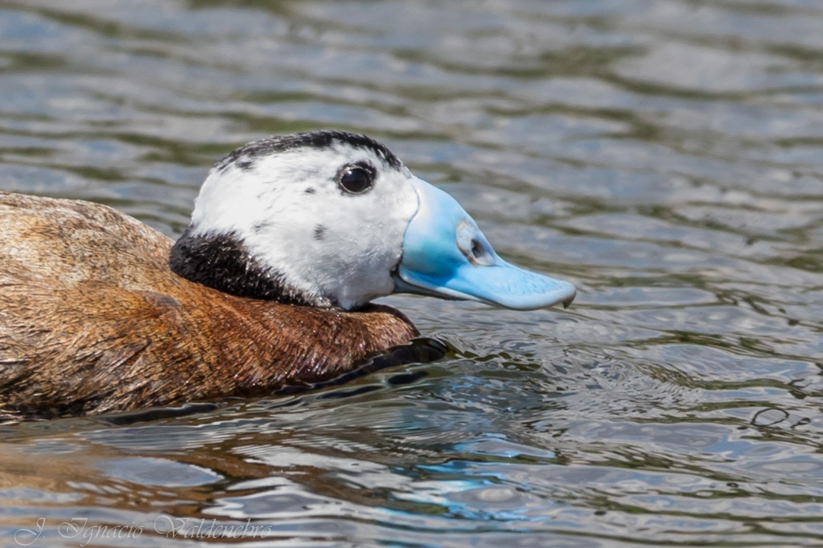 DocNatureBlog: El pato con el pico azul abultado y la cola elevada ...