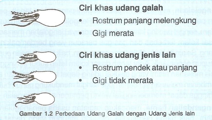 Mengenal Jenis Udang Air Tawar
