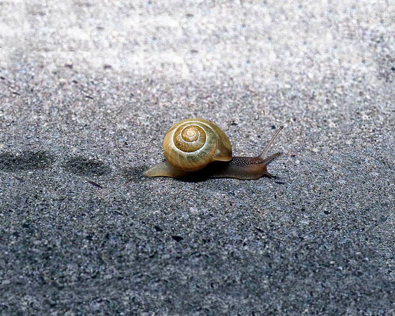 ΜΥΘΑΓΩΓΙΑ - MYTHAGOGIA: Το ταξίδι του σαλιγκαριού..