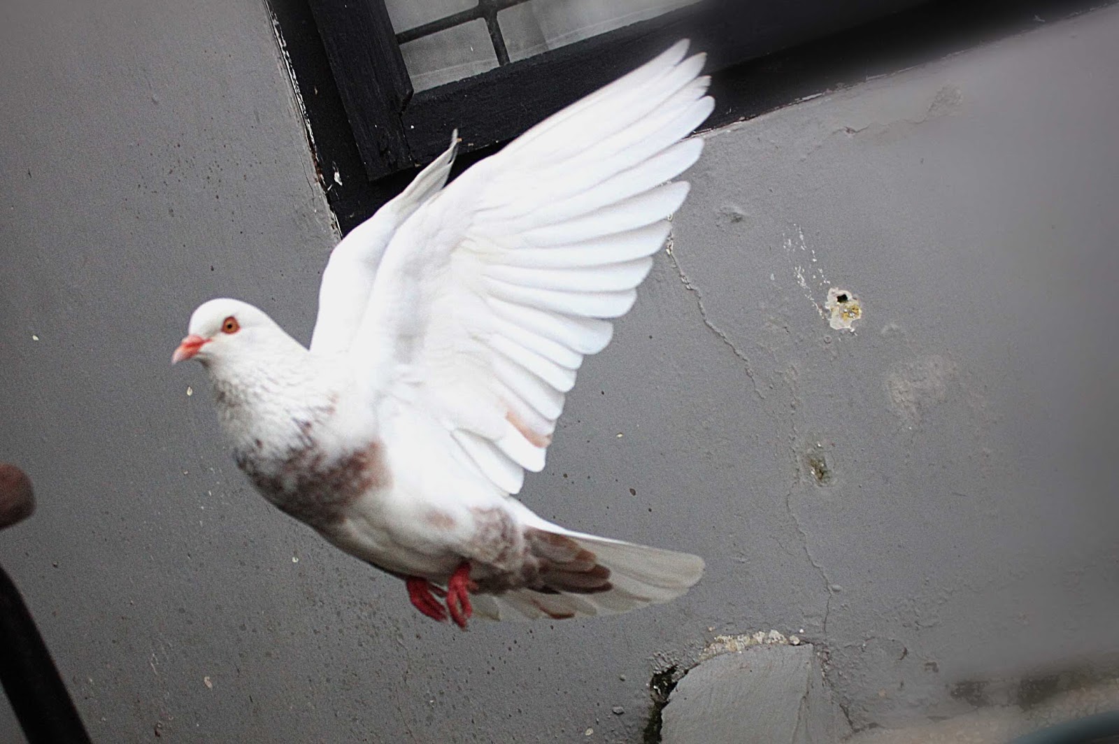 camperenik project: MITOS MERPATI TINGGI