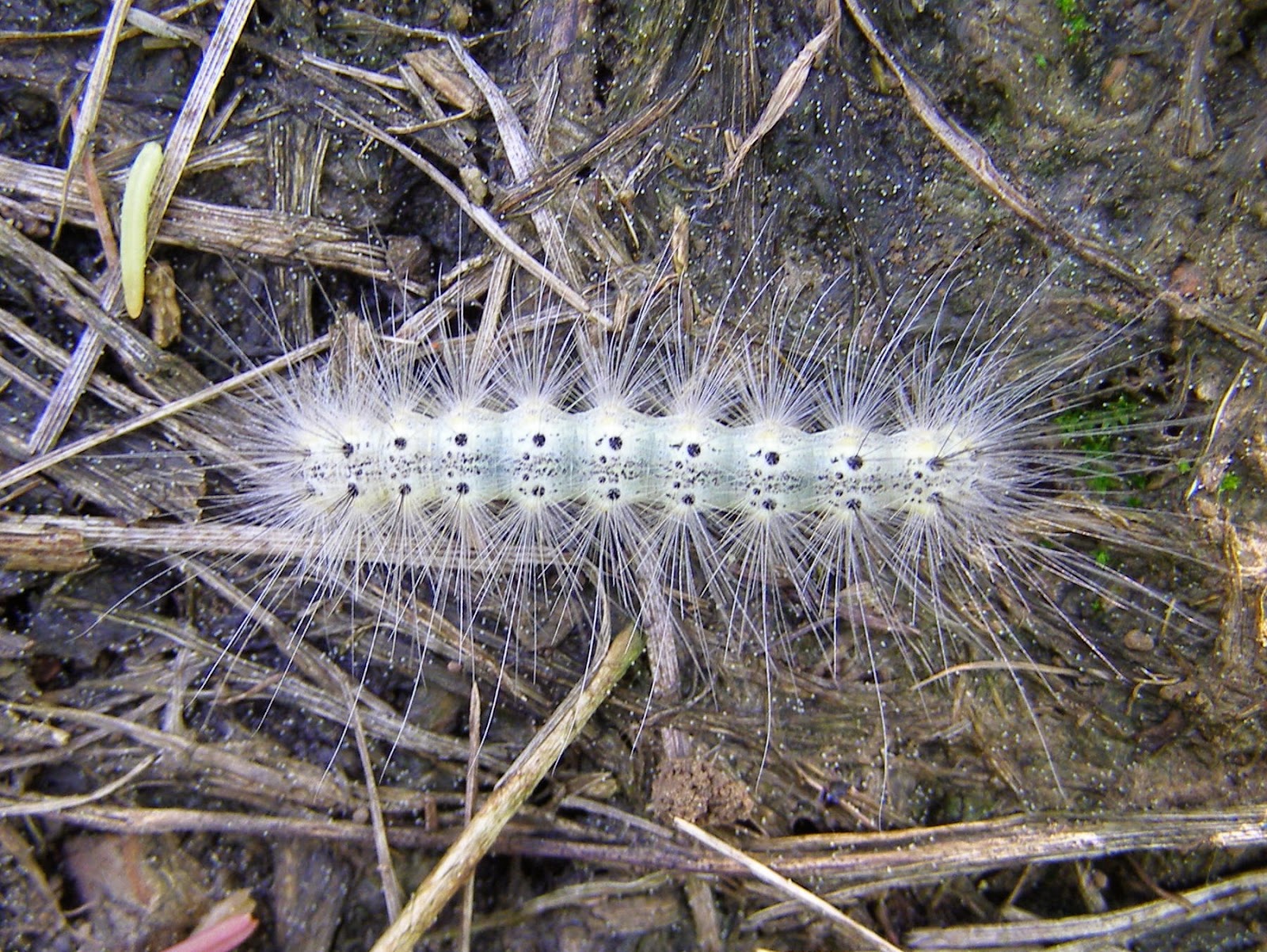 Blue Jay Barrens: Fall Webworms