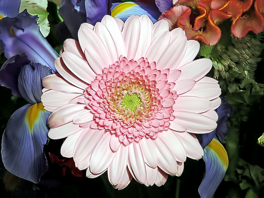 Mon Espace photographique: 7-P2/3 - VÉGÉTAUX