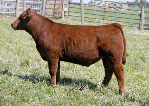 Lautner Farms: Collins Show Cattle - Bojo Steer - Sells Sept 4