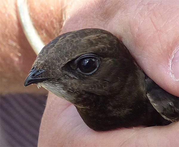 The Barley Birder: Ringing Common Swifts - June 2014