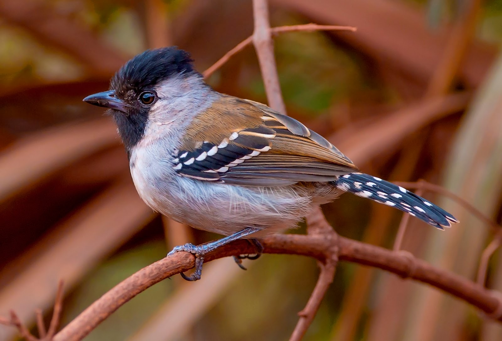 Brazilian Birds: Família Thamnophilidae - Subfamília Thamnophilinae ...
