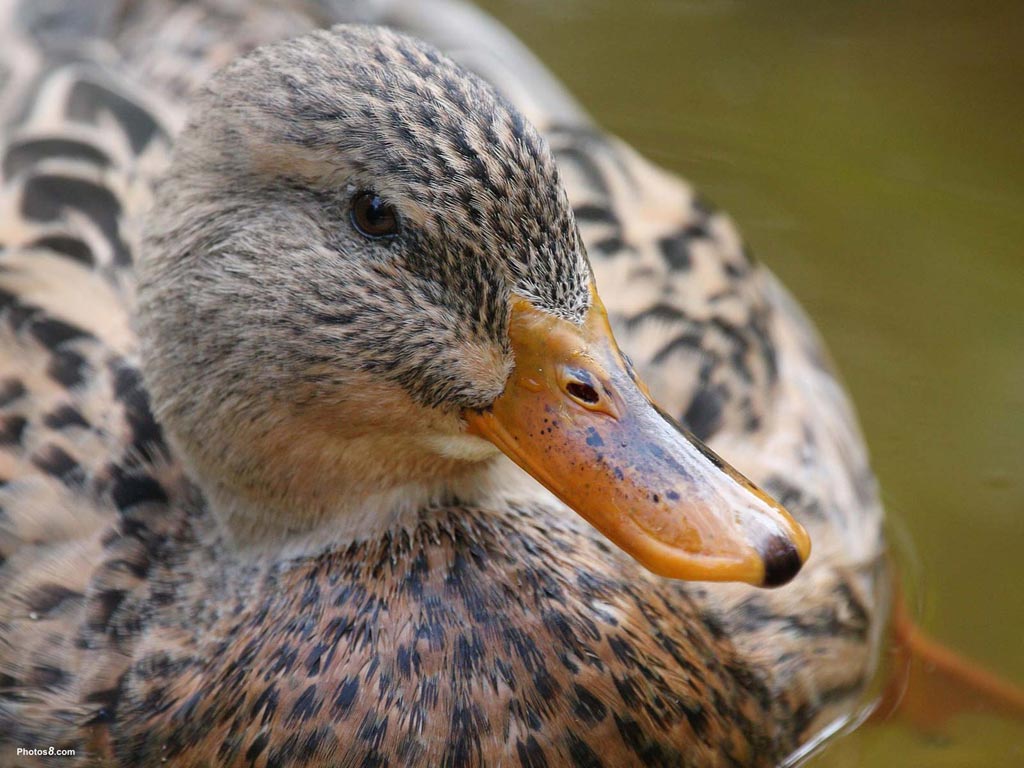 Invatam specii de rate!