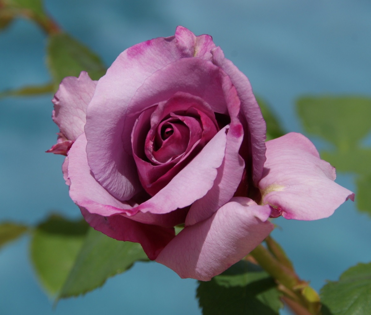 Organic Garden Dreams: Rose of the Month: 'Sweetness'