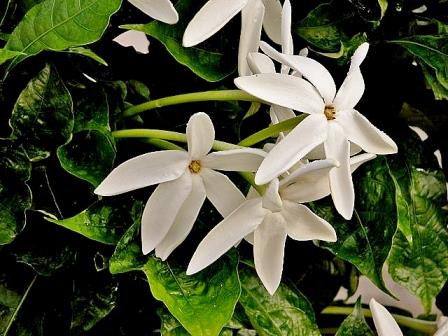 Gardenia cf. nitida | Pustaka Flora | Database Tanaman Landscape