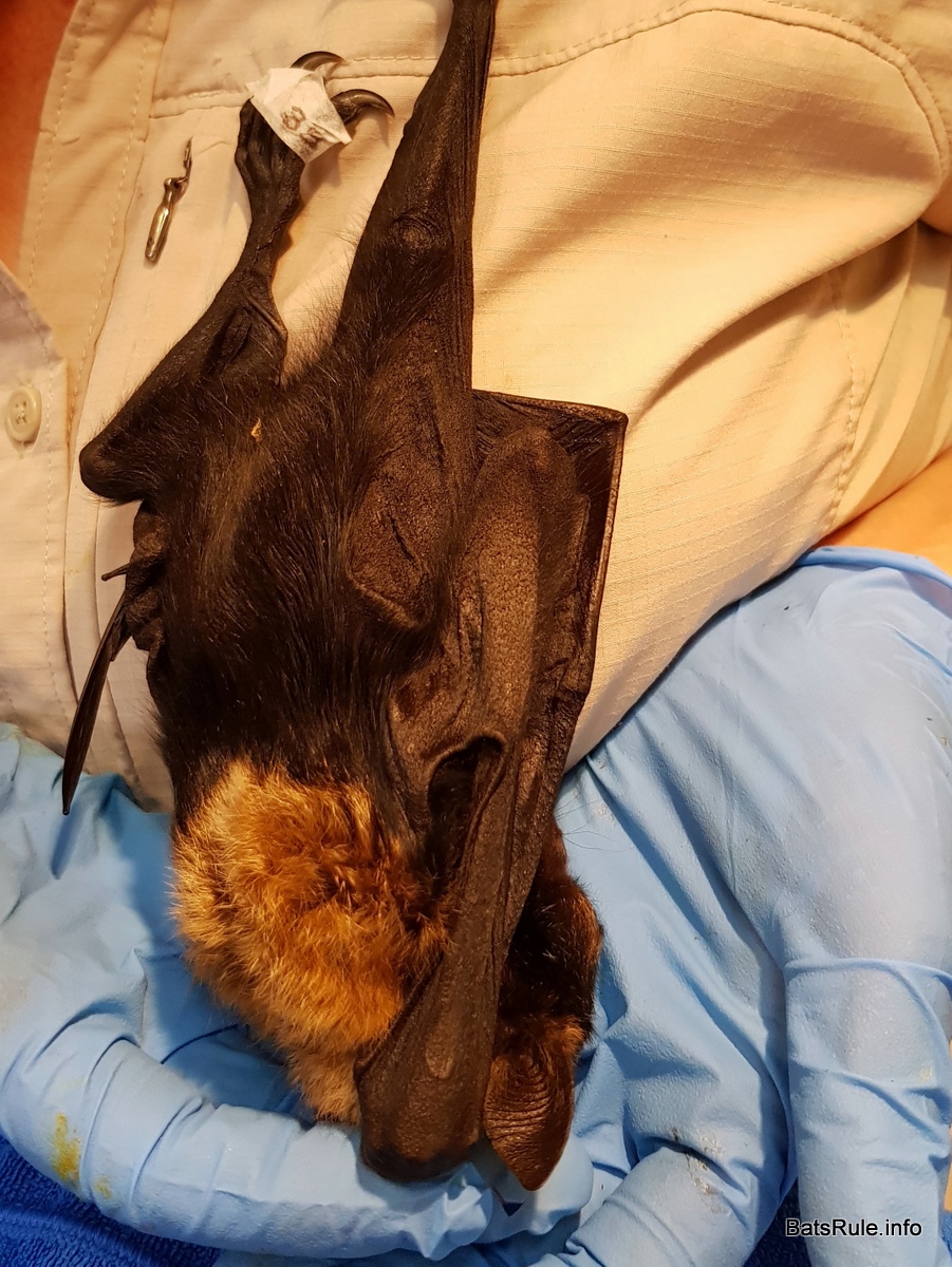 Rehab | Heat stress event | Megabats babies Spectacled Cairns Flying ...