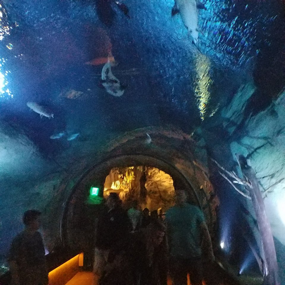 Play St. Louis: Wonders of Wildlife National Museum and Aquarium ...