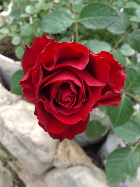 ENJOY'S OUR LIFE: BUNGA BUNGA DI KUNDASANG SABAH