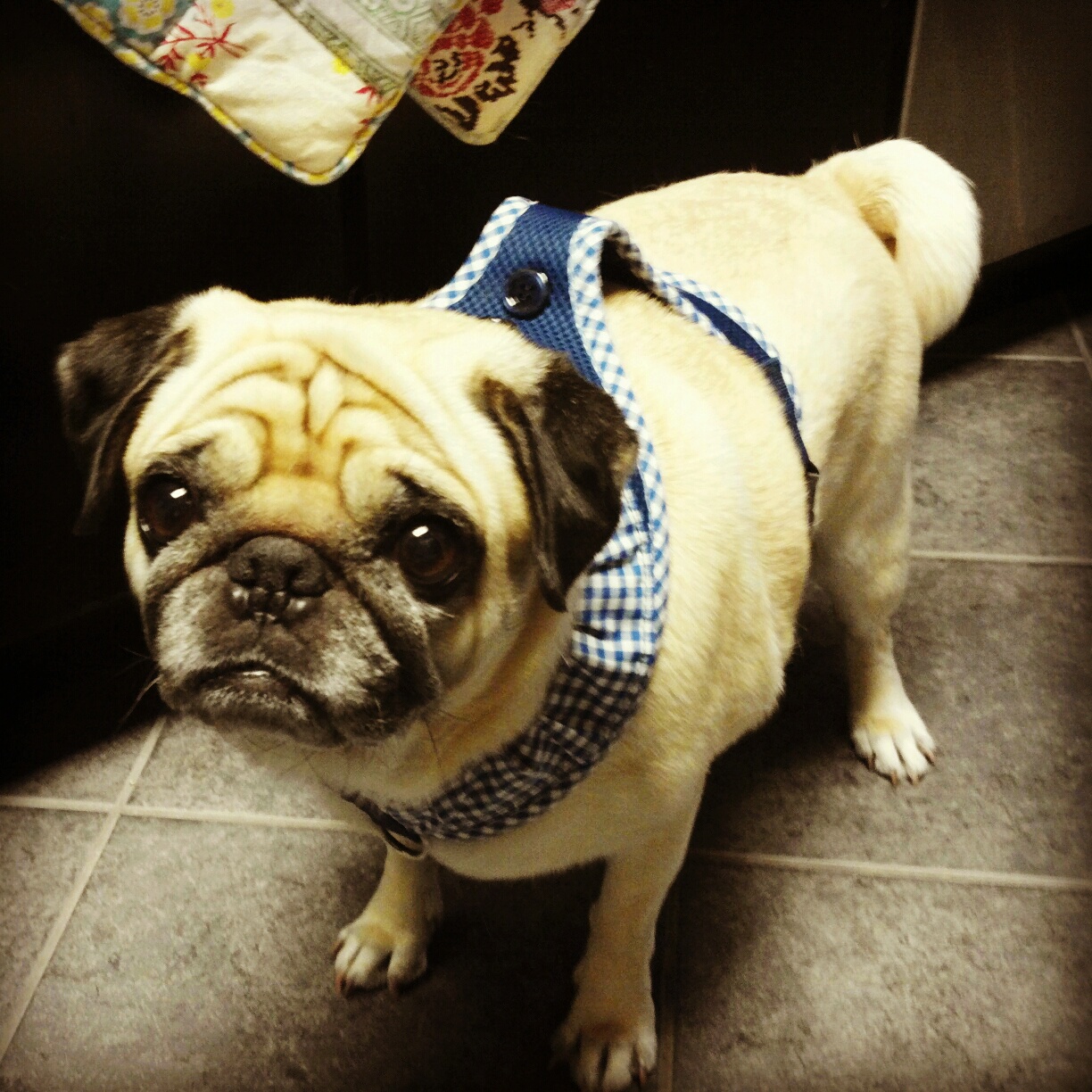 Lil Smug Pug: Internet Madness, Pug Photos, and New Harness - Yippee!