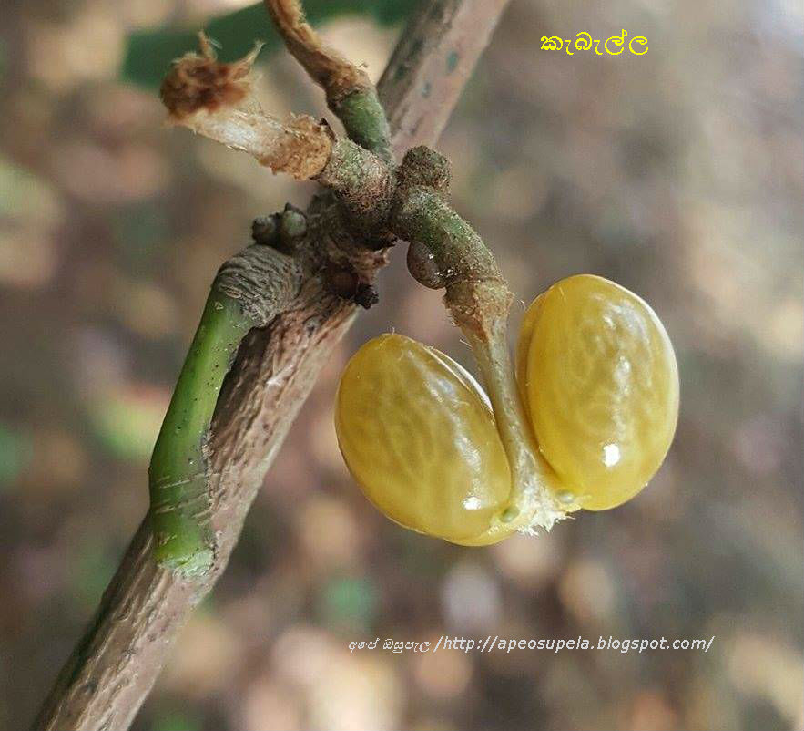 කැබැල්ල [Kebella] (Aporosa cardiosperma) ~ අපේ ඔසුපැළ Medicinal Plants ...