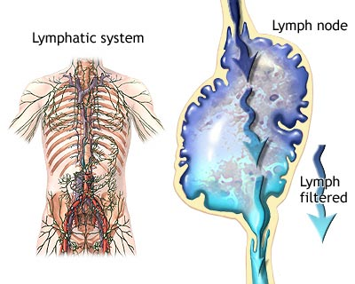 # 77 Functions of lymphatic system | Biology Notes for IGCSE 2014 & 2024