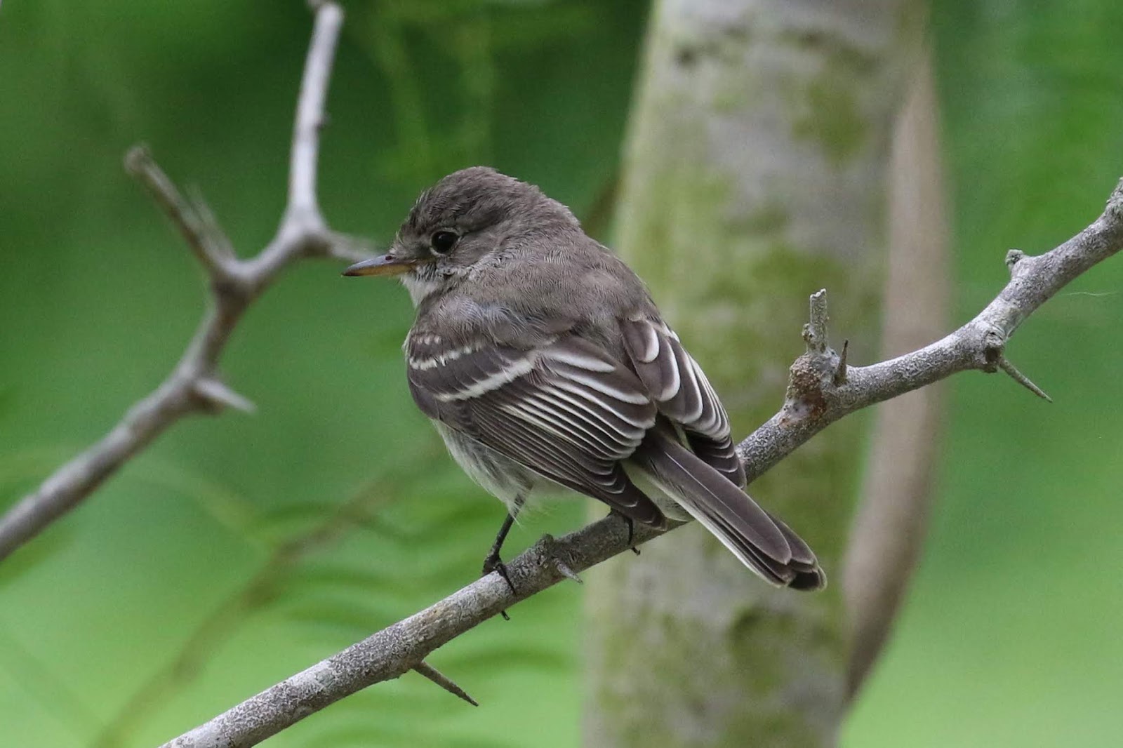 Antshrike's Bird Blog: Gray Flycatcher at South Padre Island, 10/23/18