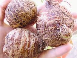 Inhame e Cará – Diferenças, propriedades funcionais e uso culinário ...