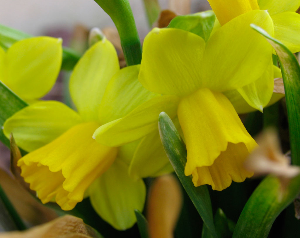 Poppular Photography: First Flowers of Spring 2013