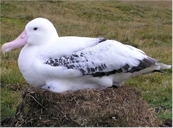 ALBATROZ-GIGANTE, AVE DA FAMÍLIA DIOMEDEIDAE