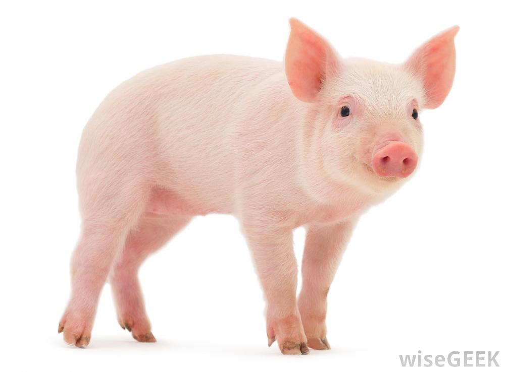 Top 10: Animales más inteligentes del mundo