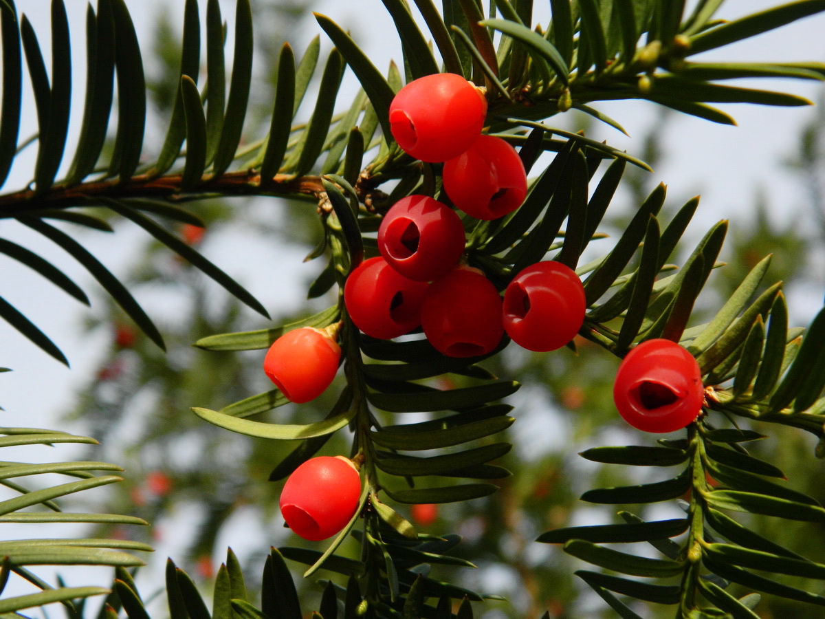 LA MULTI ANI, ROMANIA!: Conifere cu fructe rosii