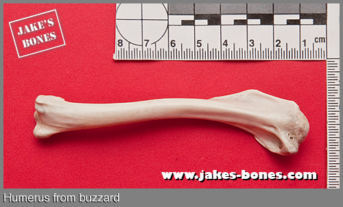 Buzzard skeletons (and bird skeletons in general) : Jake's Bones