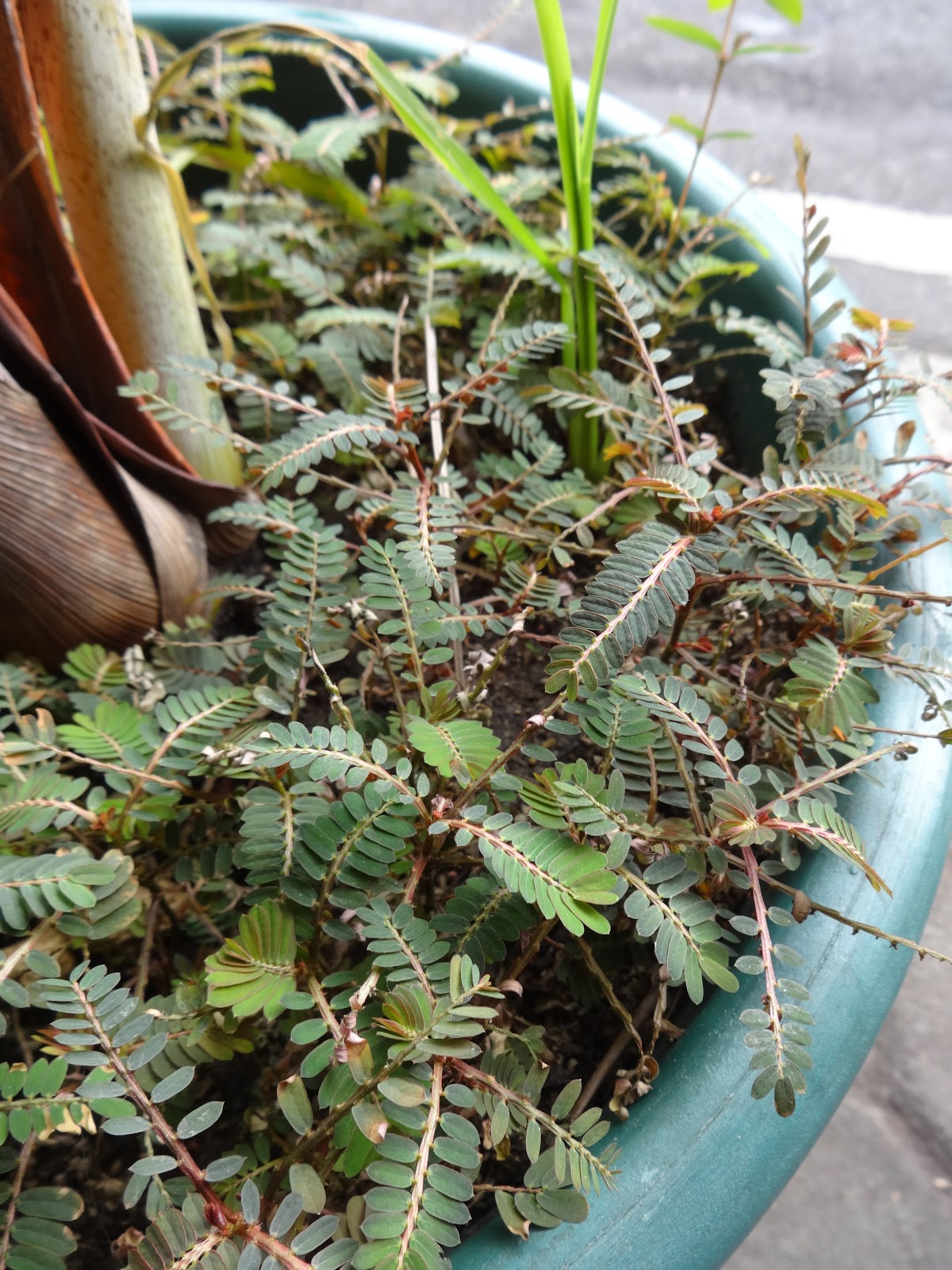 Herbs from Distant Lands: Phyllanthus niruri - Stonebreaker, Chanca ...