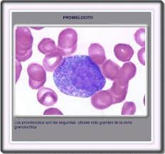 células sanguineas
