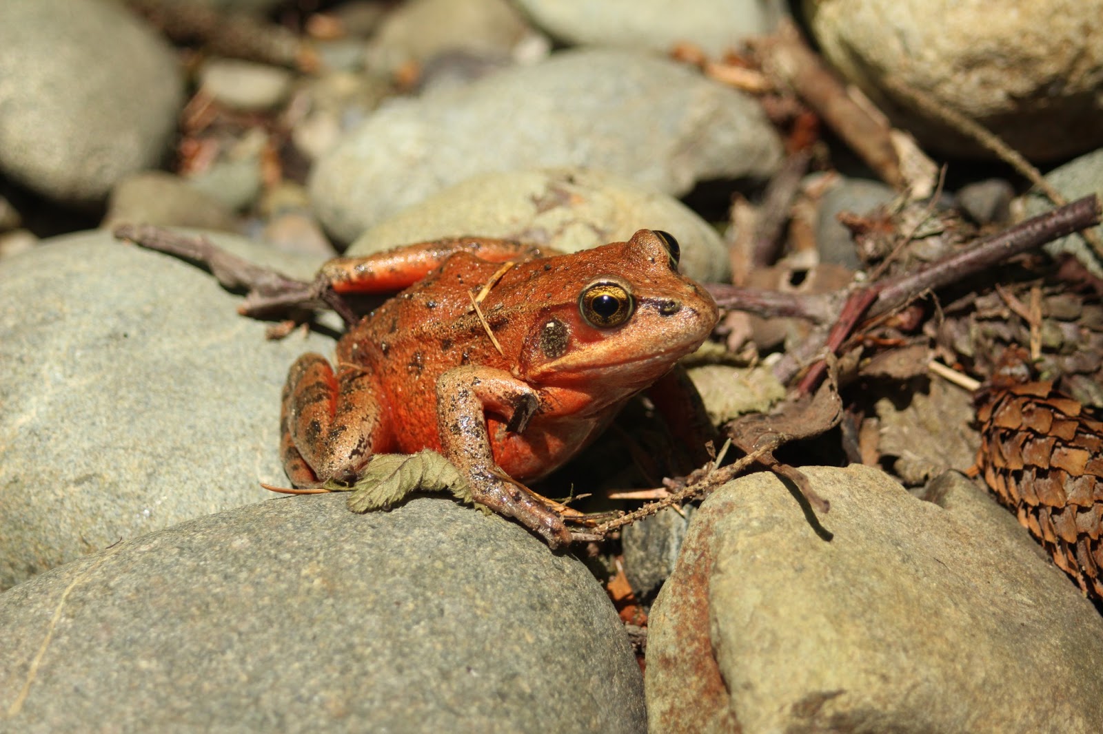Adventures of the Hatchell Family: Portland, the Redwoods, and San Fran