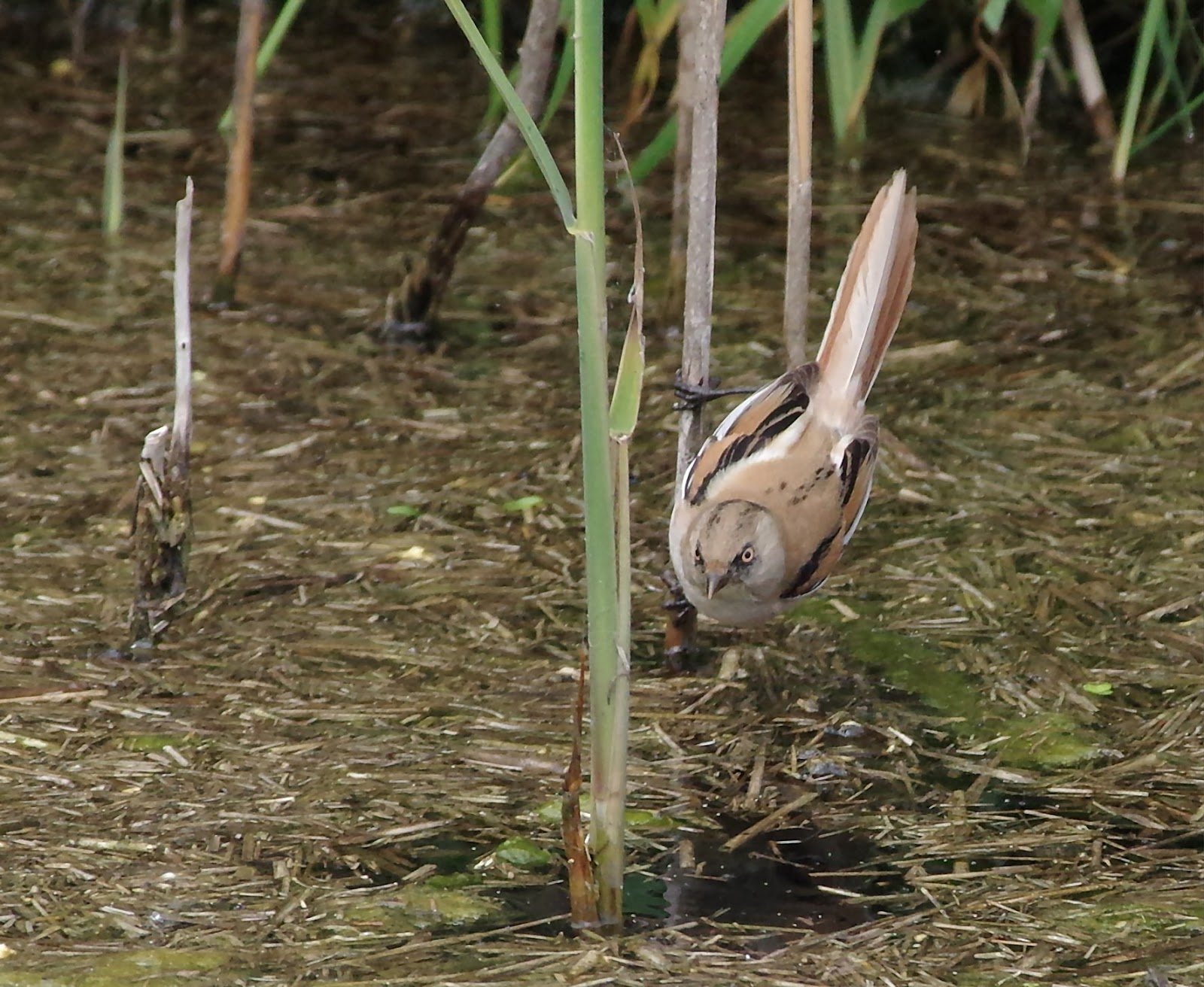 Birds of the Heath: Leucistic Pochard and other goodies at Cley