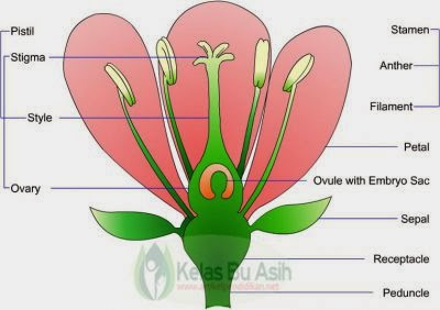 Reproduksi Tumbuhan Berbunga