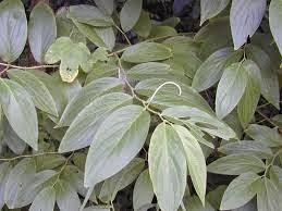 Plantas Medicinales del Perú