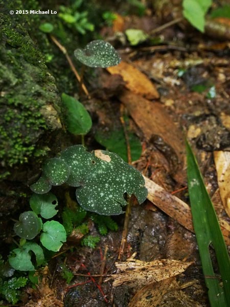 The rainforests of Borneo & Southeast Asia: Begonia variabilis from ...