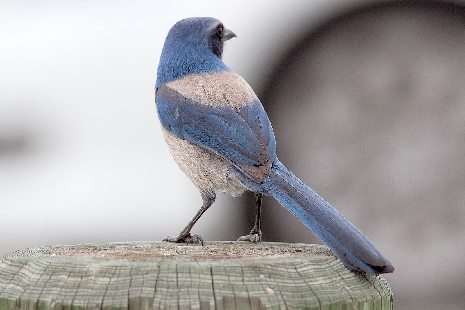 Ann Brokelman Photography: Florida Scrub Jay