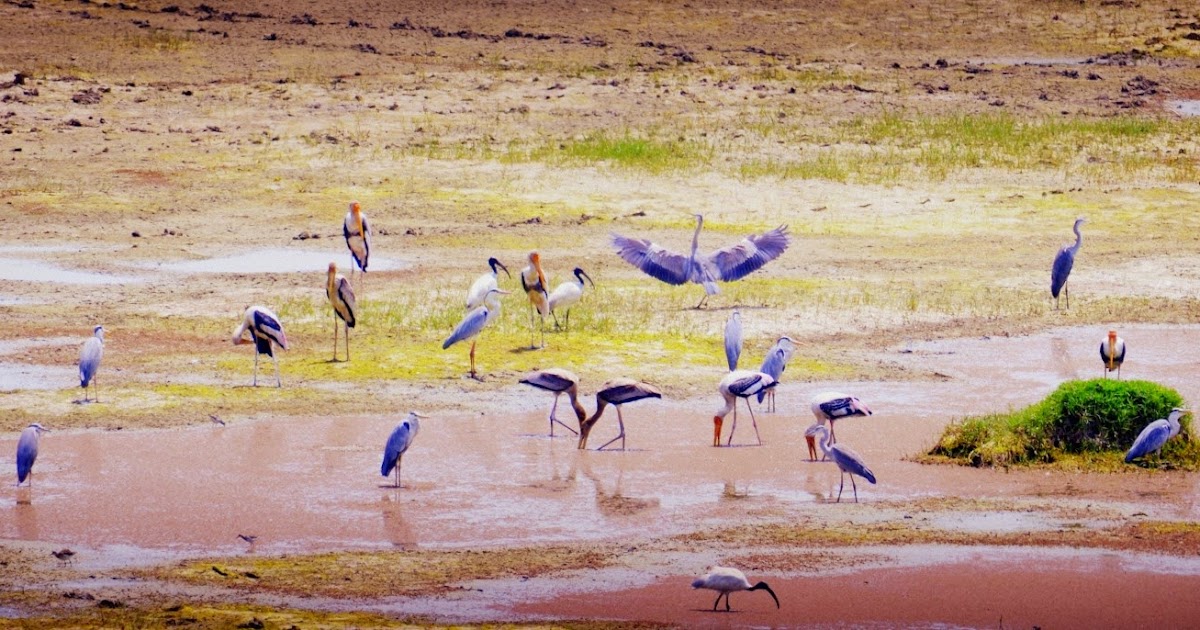Sultanpur Bird Sanctuary, Gurgaon ~ LENS (Like, Enjoy, Navigate, Share)