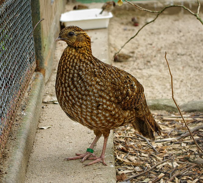 Dea Fitri Khaerunnisa: Temminck's Tragopan