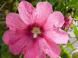 Le Ricette di Esmeralda e Rosa: Elisir di malvarosa