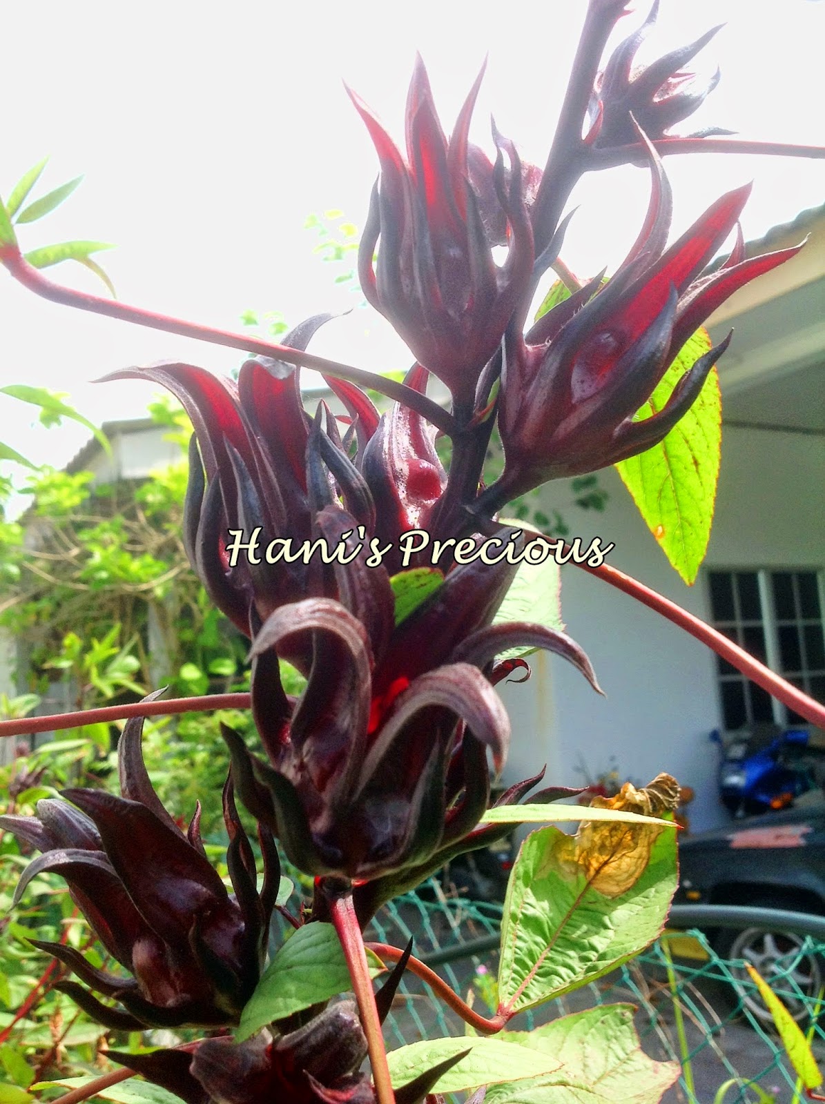 Hani's Precious: Buah Rosella @ Ribena