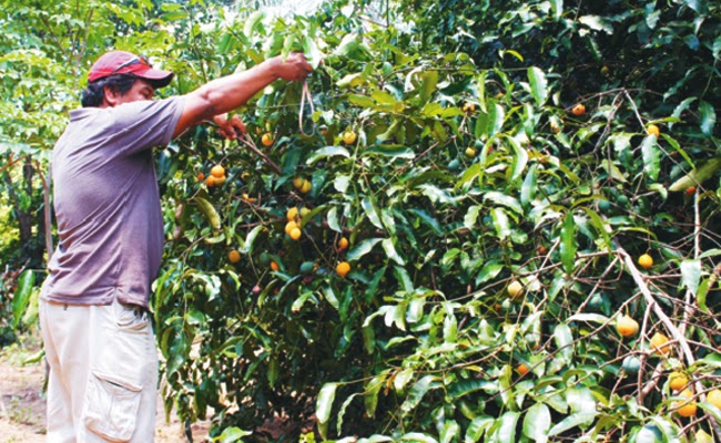 Porongo se afianza como la capital del achachairú | AGRONOMIA
