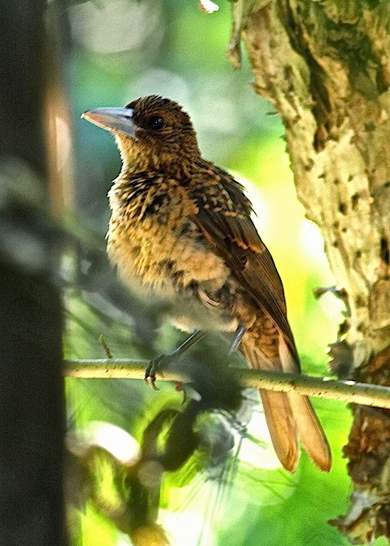 News from Coquette Point