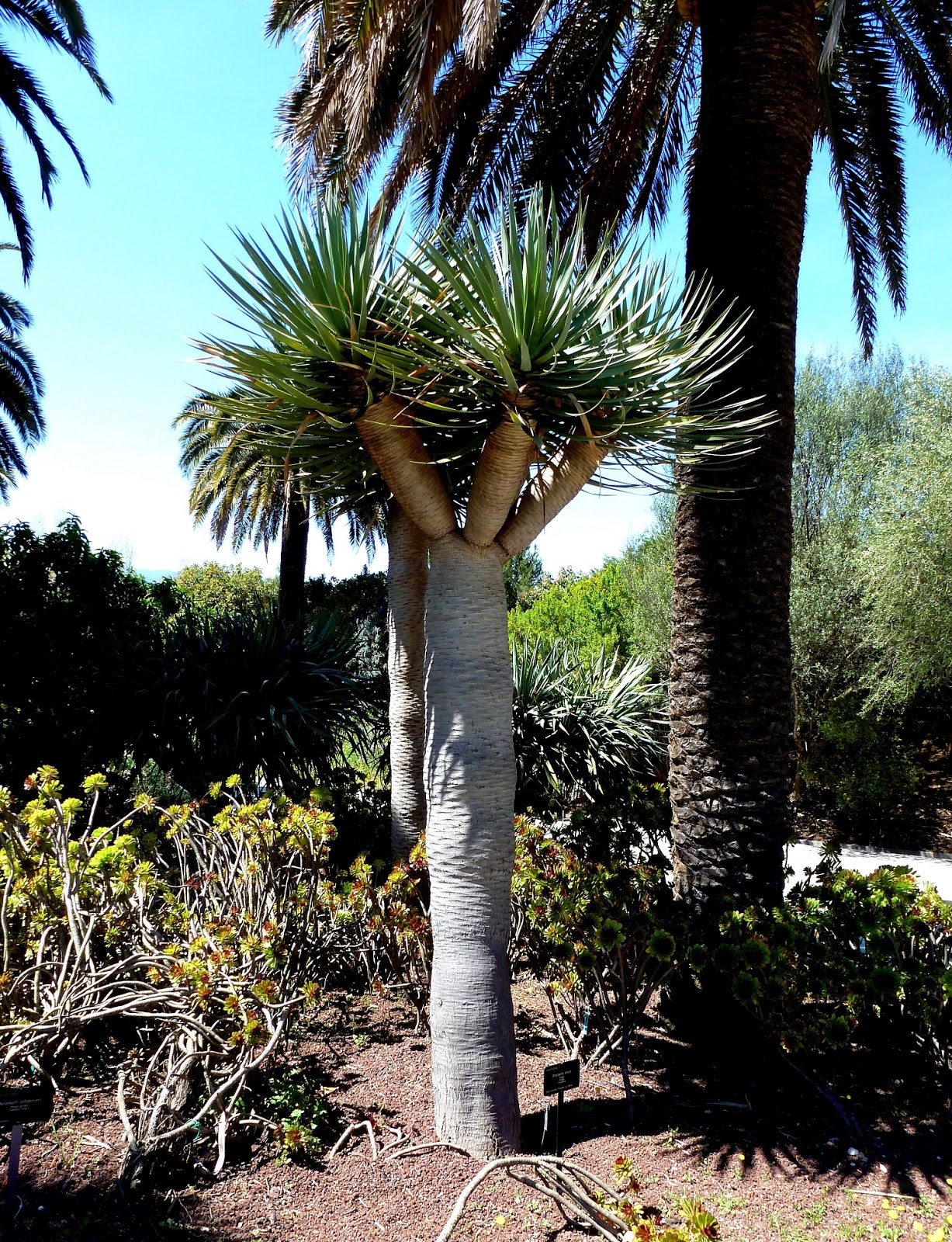 Árboles con alma: Drago de Canarias. (Dracaena draco)