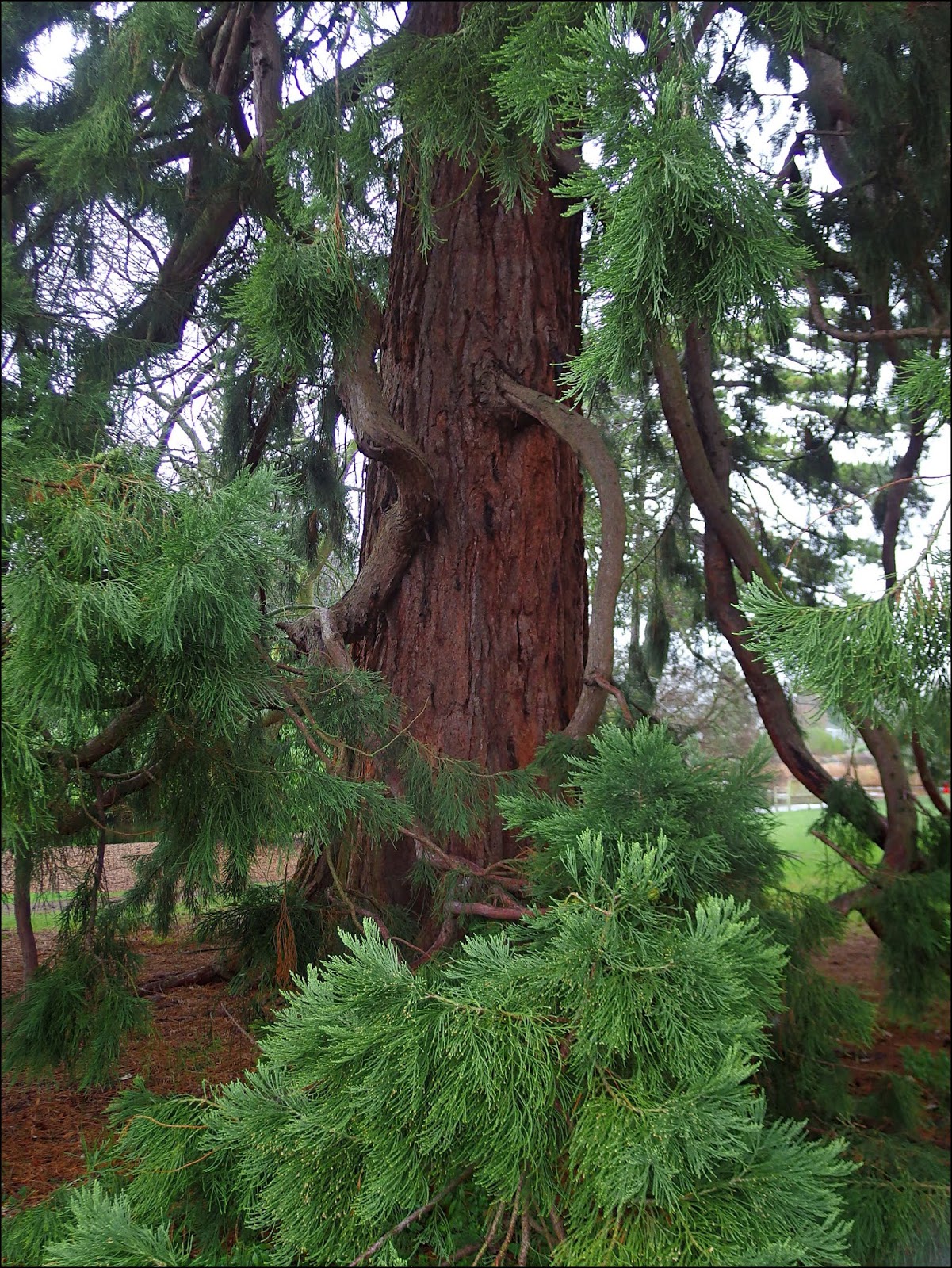"By Stargoose And Hanglands": January Tree, January Flower