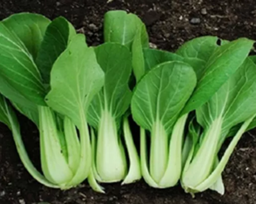 3 Varietas Caisim Yang Perlu Diketahui